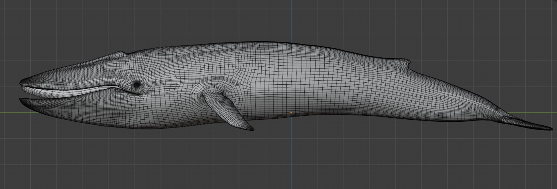 Blue Whale Variants Animated 3D - TurboSquid 1950813