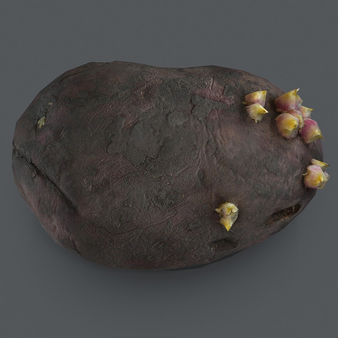 Potato Sprouts Model - TurboSquid 1541124