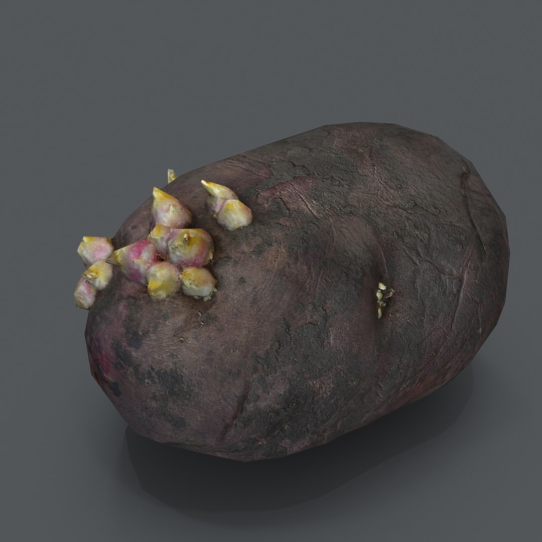 Potato Sprouts Model - TurboSquid 1541124