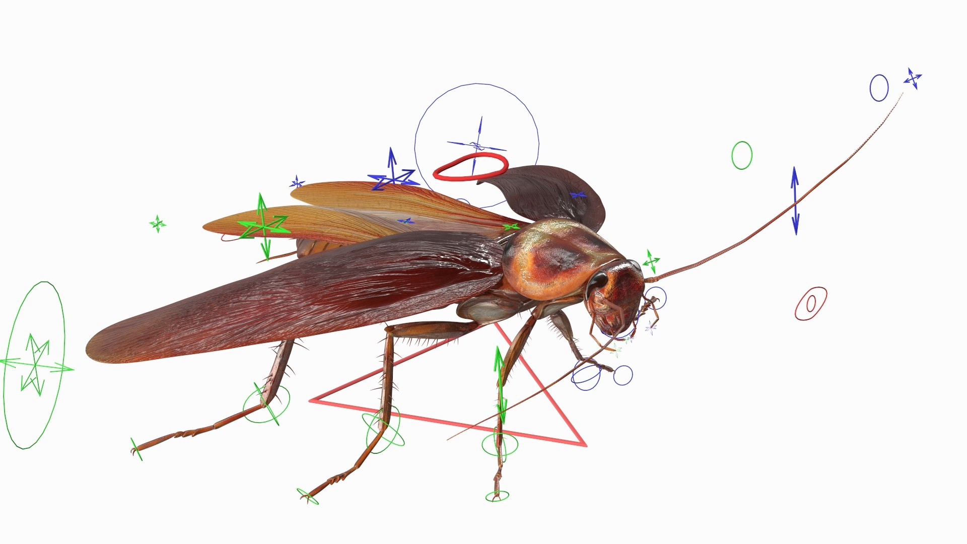 Red Flying Cockroach Rigged 3D model - TurboSquid 2068900