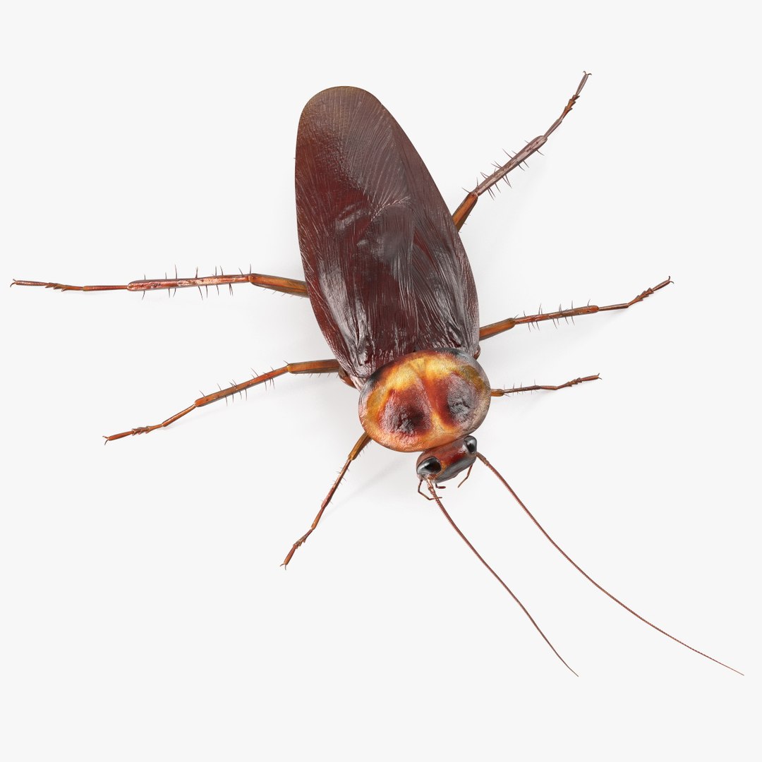 Red Flying Cockroach Rigged 3D model - TurboSquid 2068900