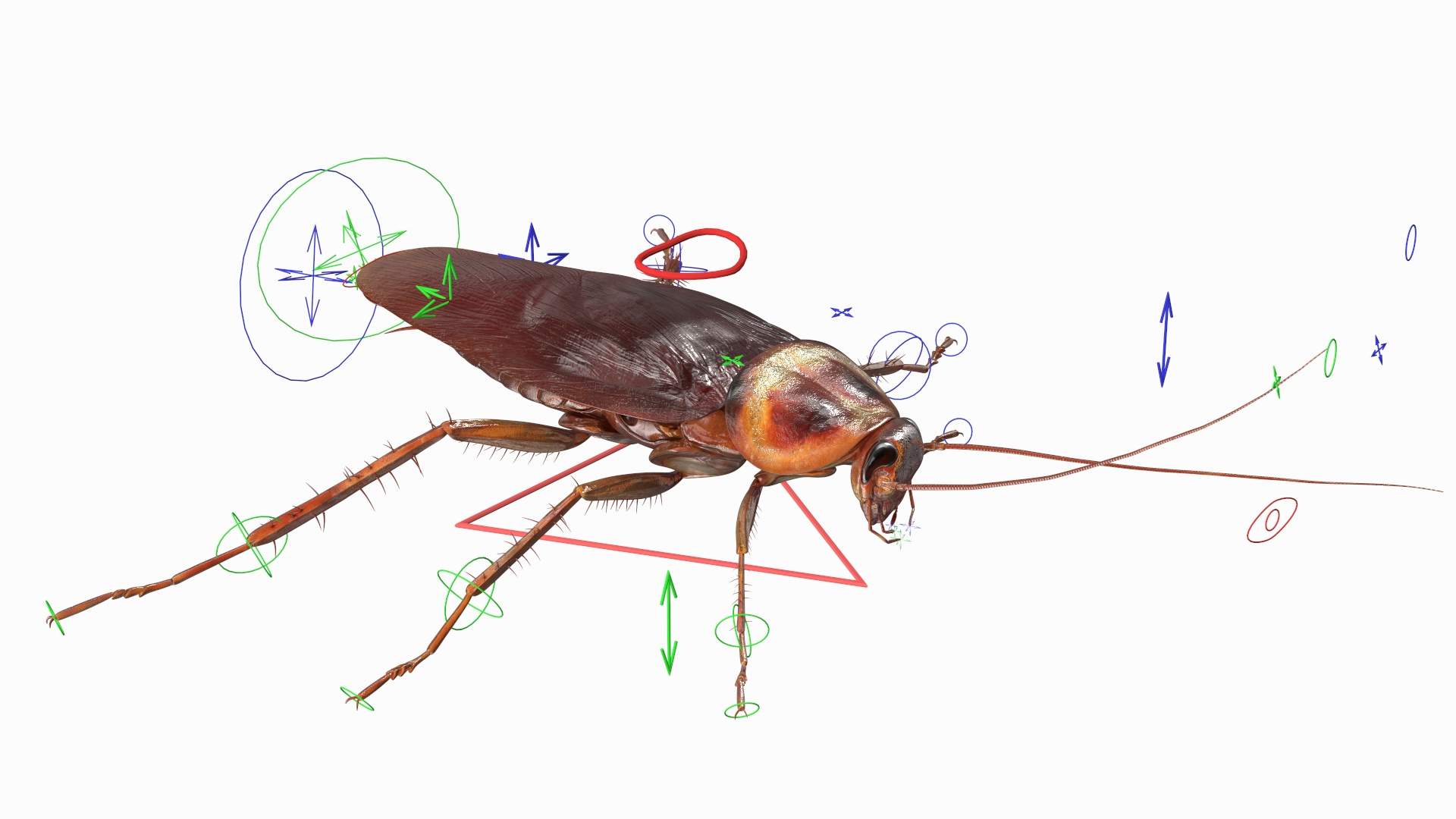 Red Flying Cockroach Rigged 3D model - TurboSquid 2068900