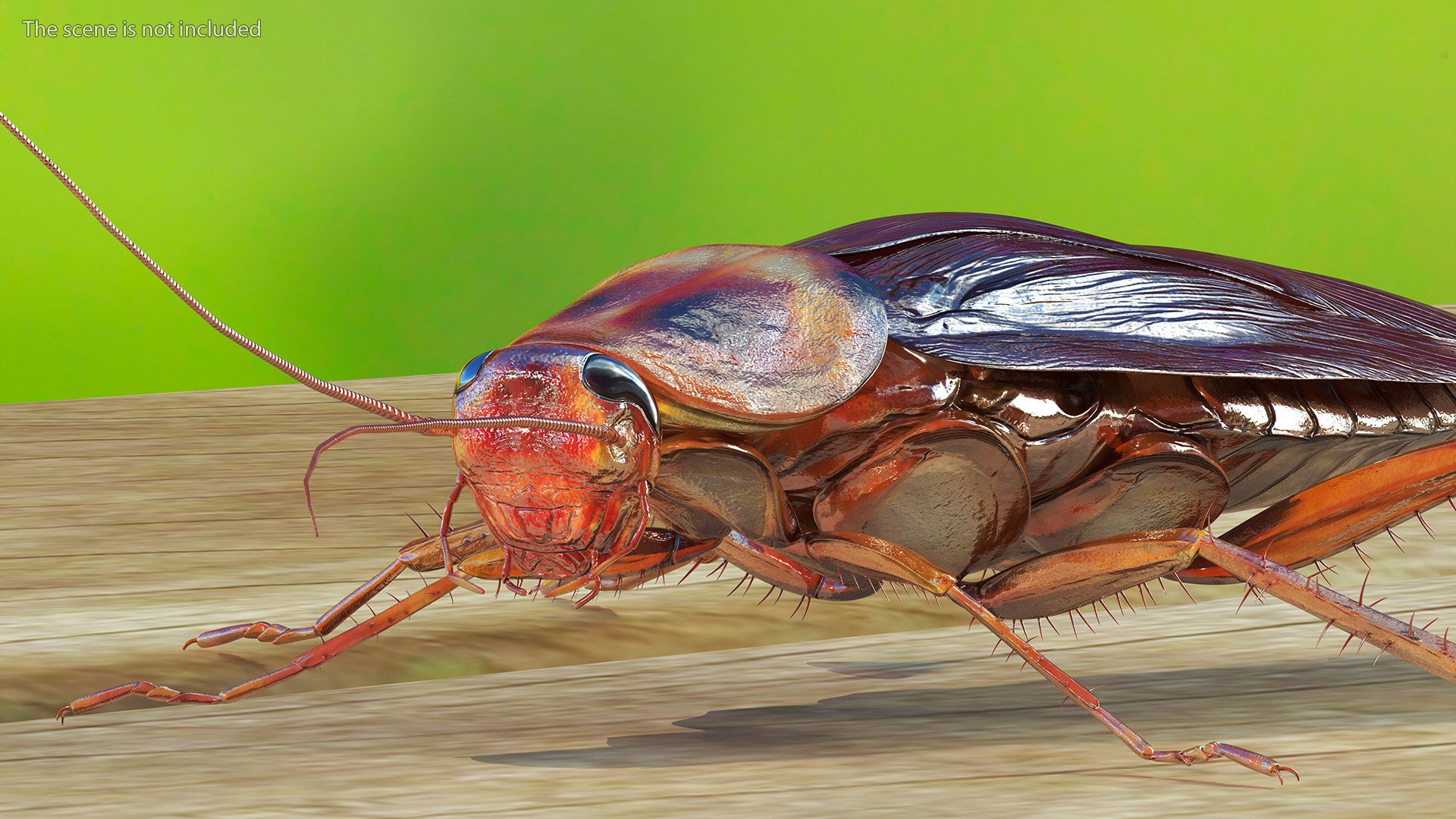 Red Flying Cockroach Rigged 3D model - TurboSquid 2068900