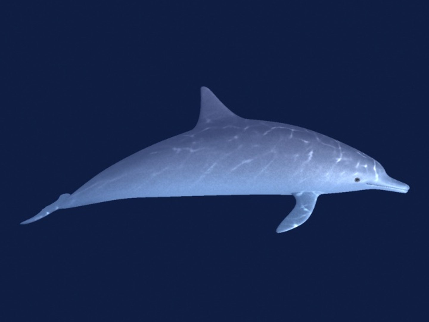 Dolphin Rigged Caustics 3d Max