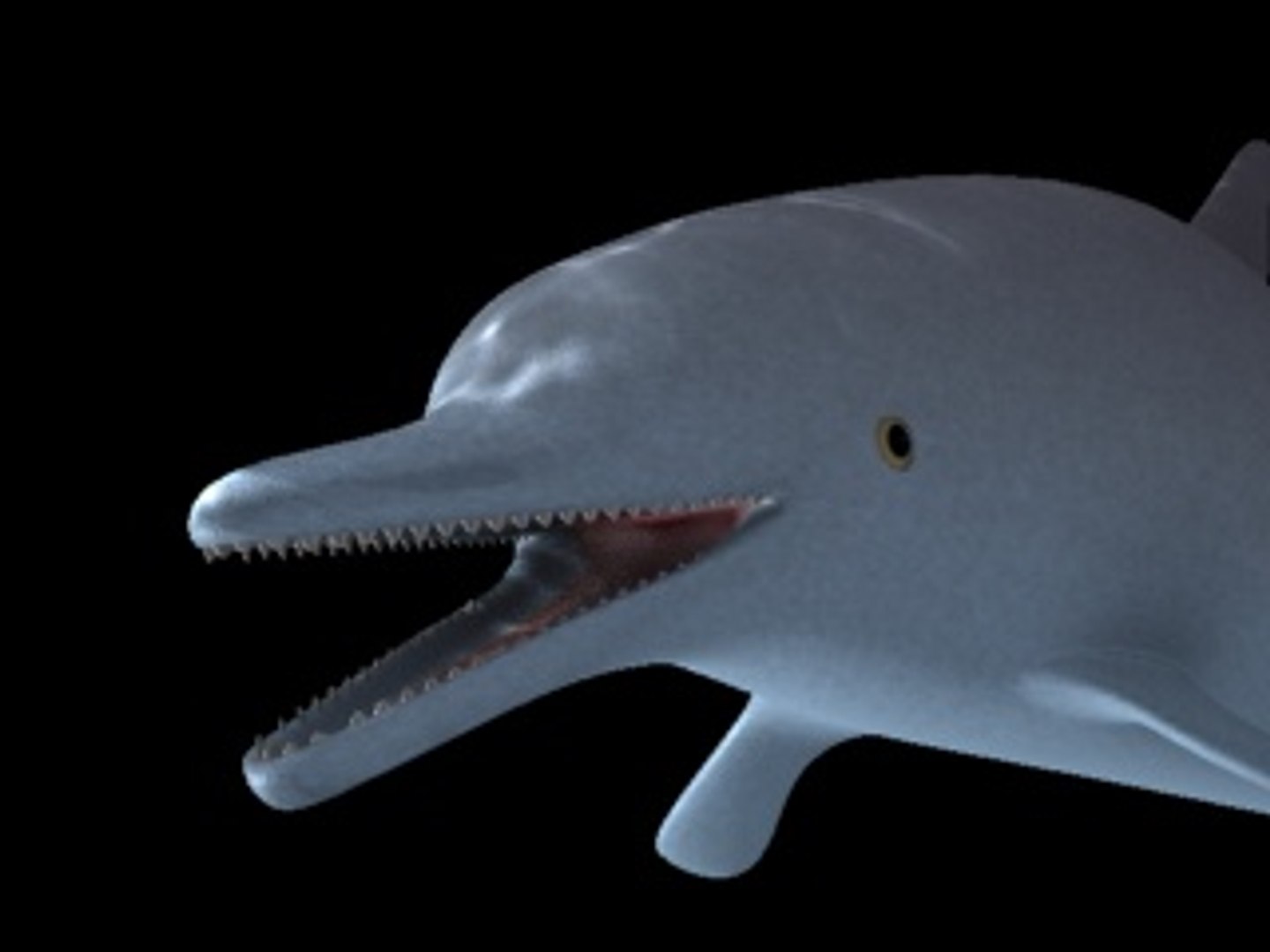 Dolphin Rigged Caustics 3d Max
