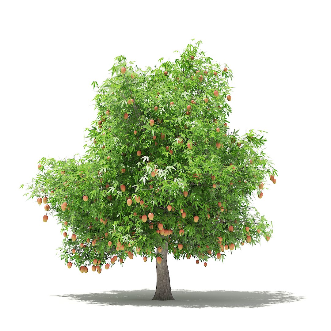 Mango Tree Fruits 4 3D Model - TurboSquid 1306355