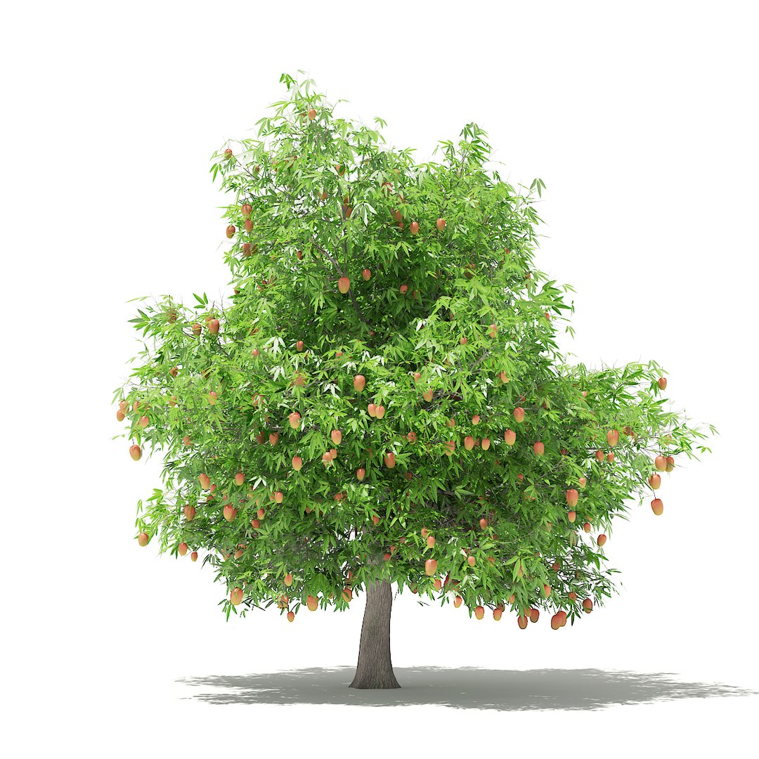 Mango Tree Fruits 4 3D Model - TurboSquid 1306355