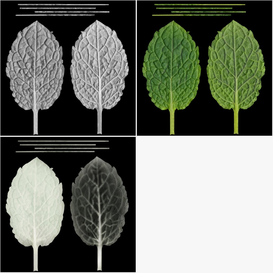 3D Peppermint Mint - TurboSquid 1182815