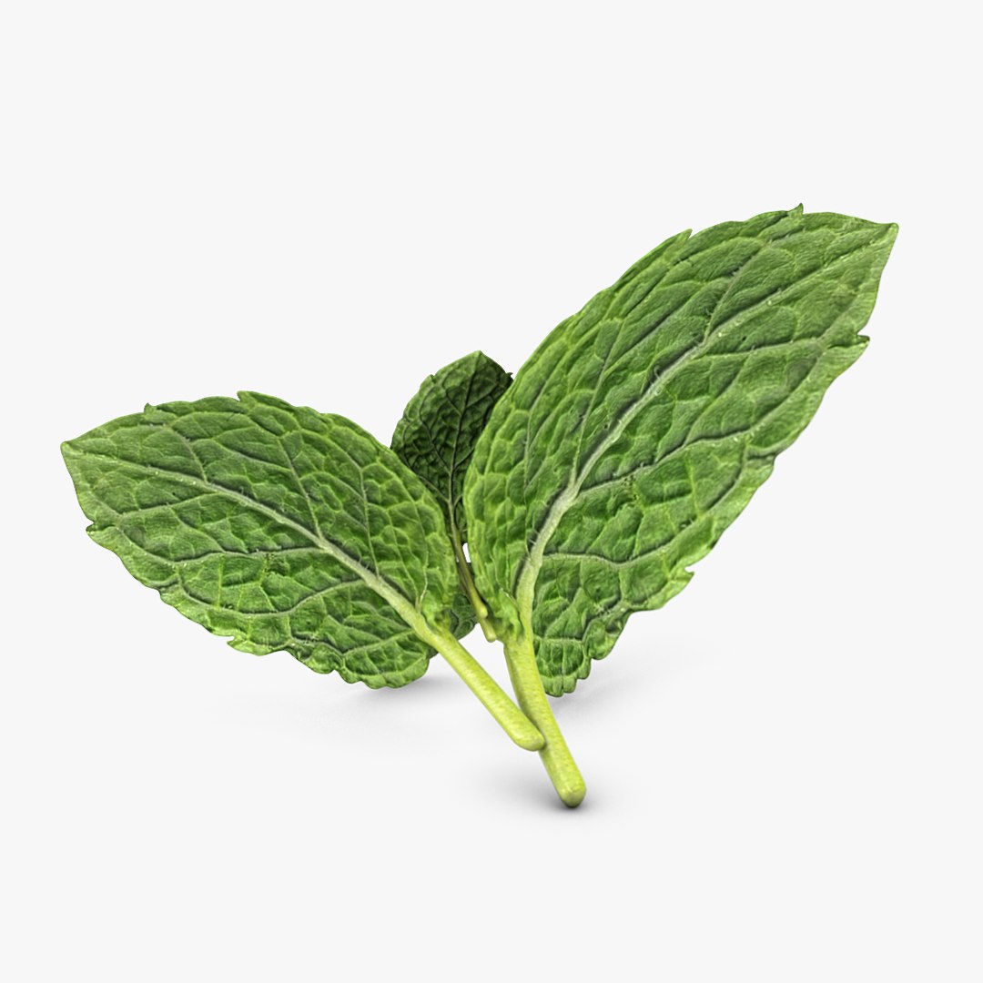3D Peppermint Mint - TurboSquid 1182815