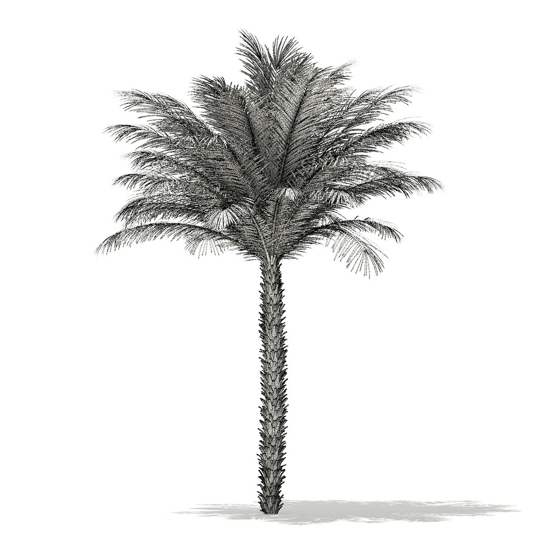 3D Model Date Palm Tree 5m - TurboSquid 1354654