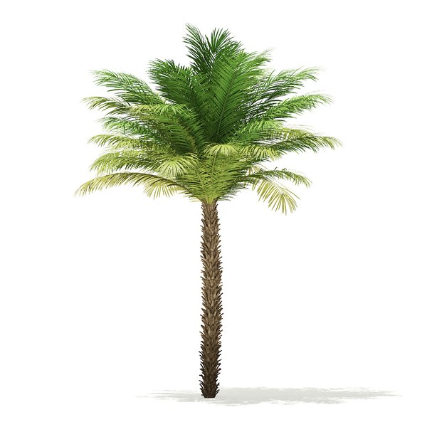 scan date palm tree 3d model