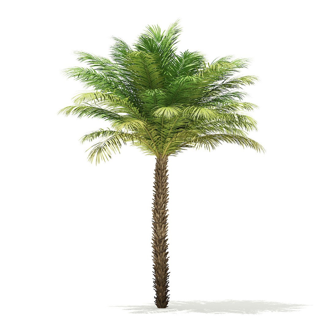 3D Model Date Palm Tree 5m - TurboSquid 1354654