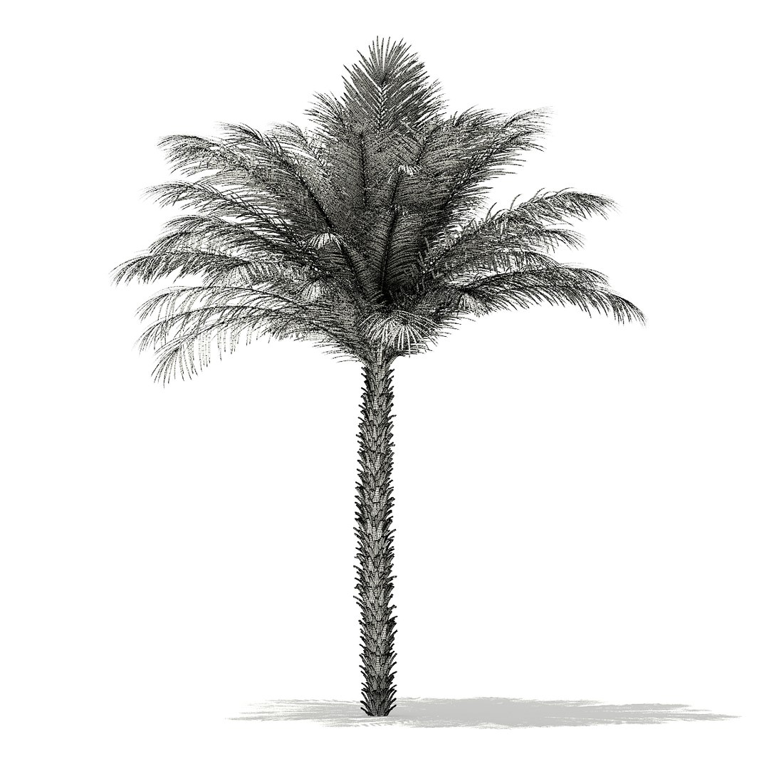 3D Model Date Palm Tree 5m - TurboSquid 1354654