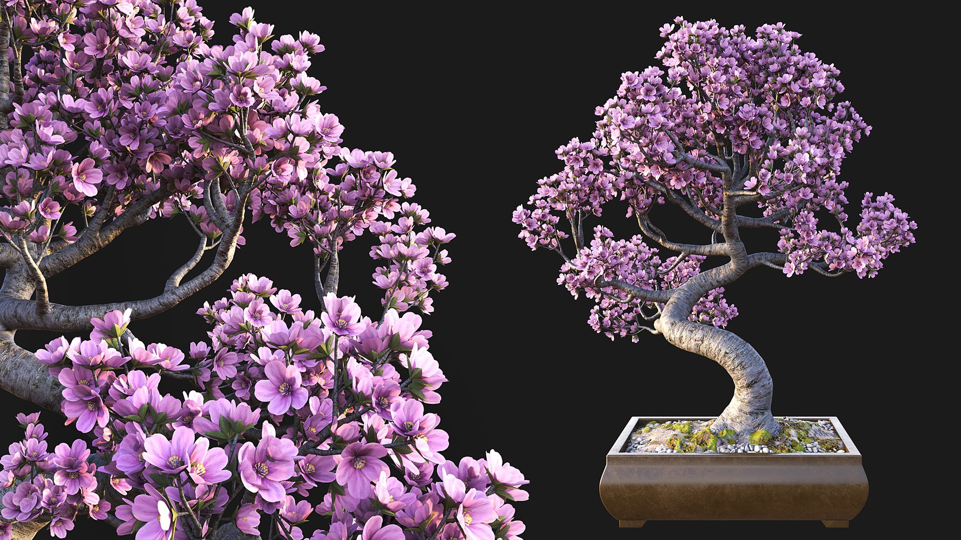 3D Sakura Bonsai Model - TurboSquid 2192134