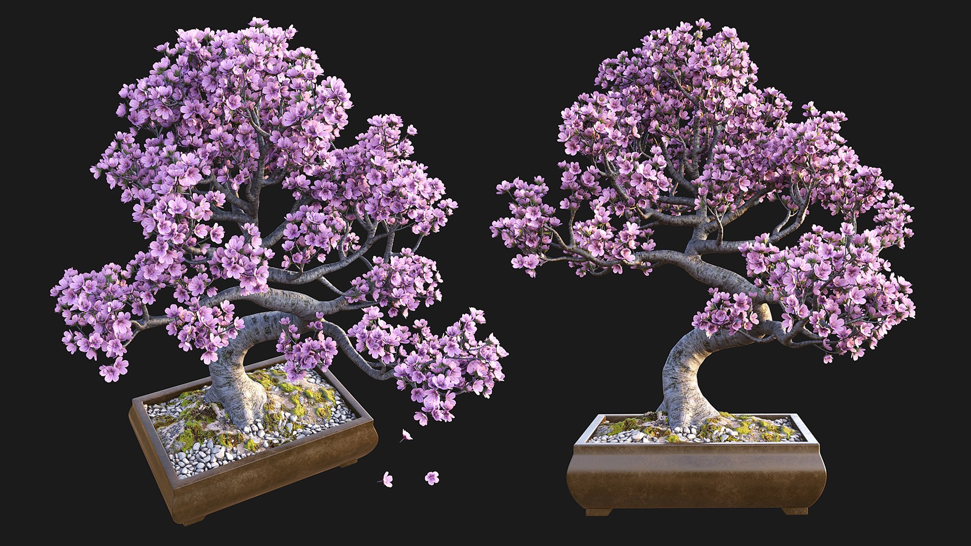 3D Sakura Bonsai Model - TurboSquid 2192134