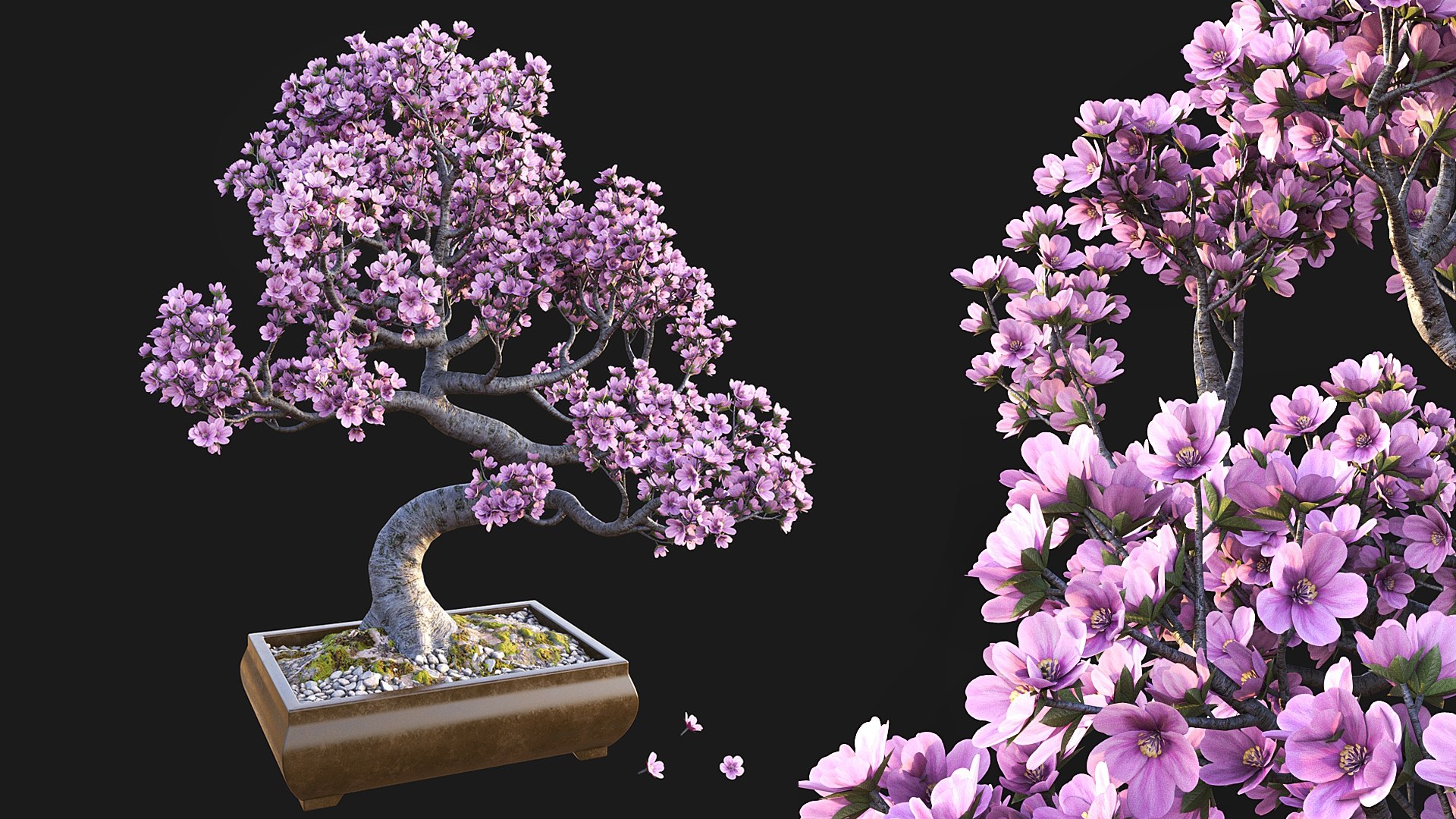 3D Sakura Bonsai Model - TurboSquid 2192134