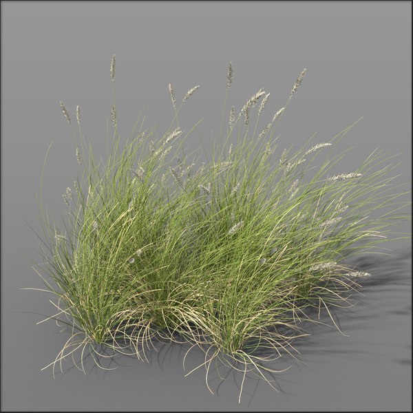 c4d grass dune grass1