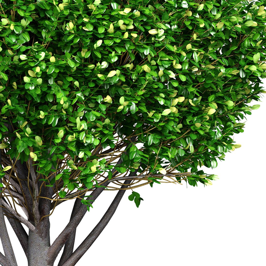 3D Evergreen Garden Tree Shrub Bush Boxwood - TurboSquid 2354664