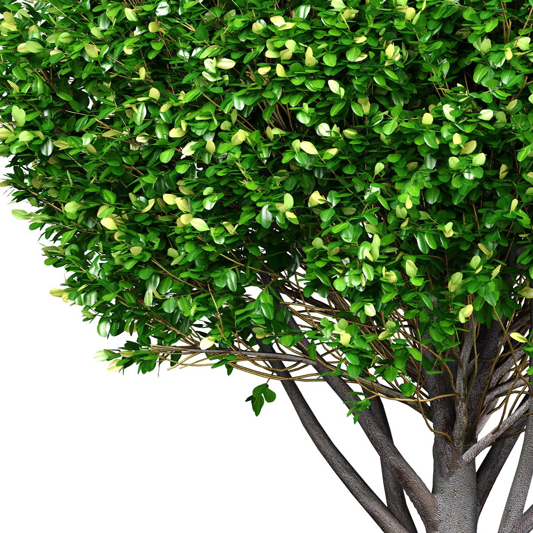 3D Evergreen Garden Tree Shrub Bush Boxwood - TurboSquid 2354664