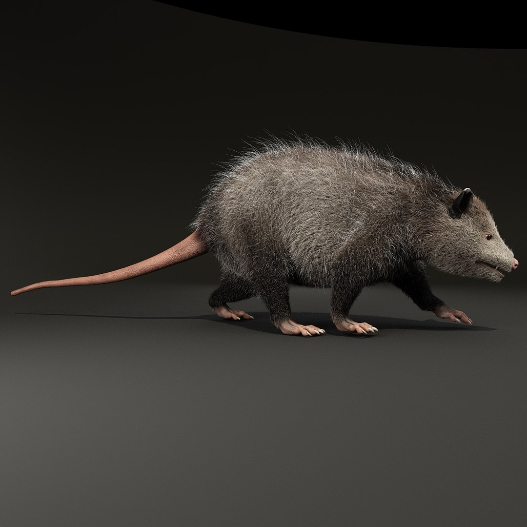 3ds max possum fur pose 1