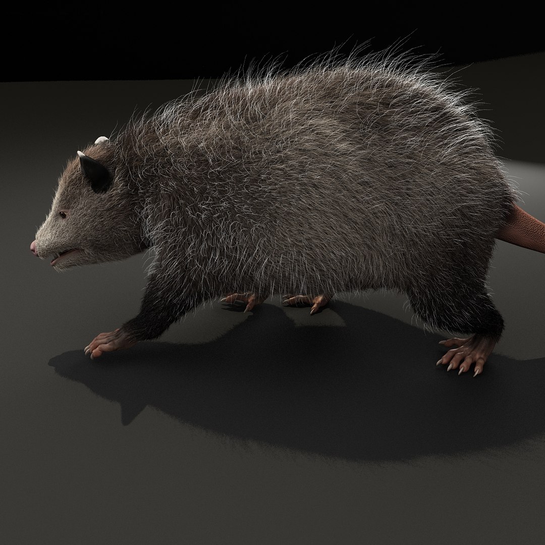 3ds max possum fur pose 1