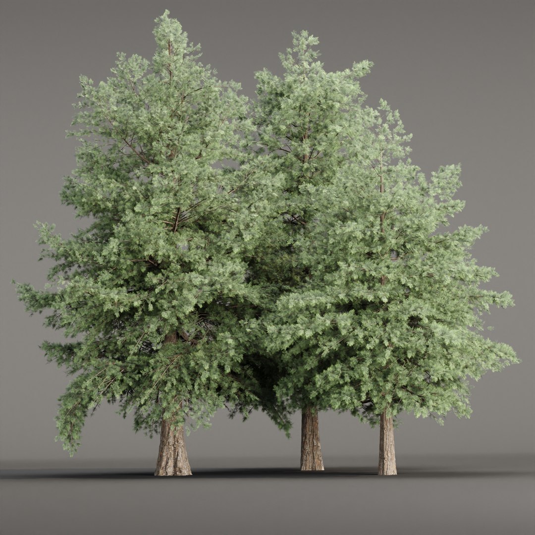 Conifer Trees Vol 78-Blender-3dmodel Model - TurboSquid 2241722