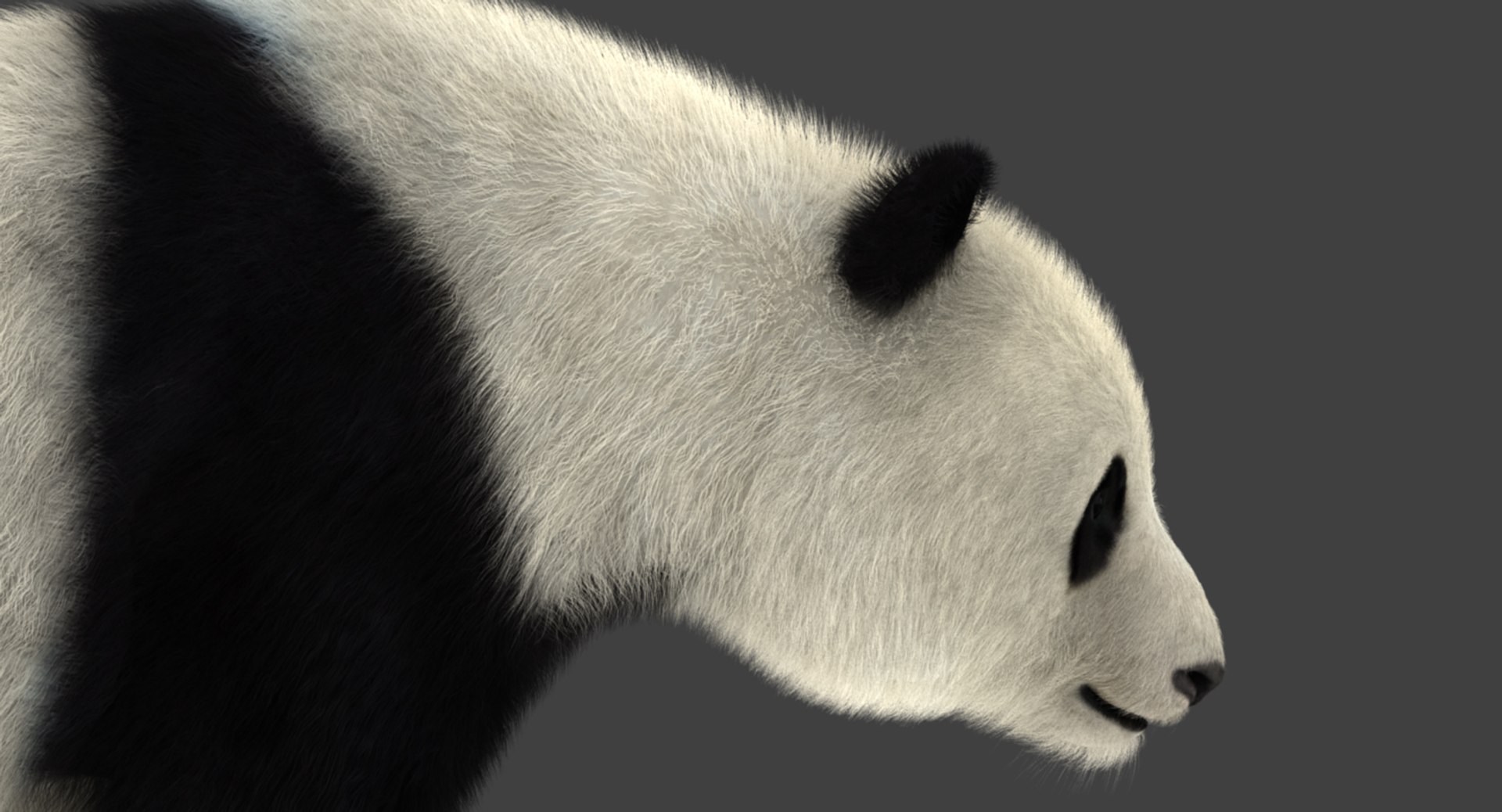 Giant Panda Animation Bear Fur 3D - TurboSquid 1150224
