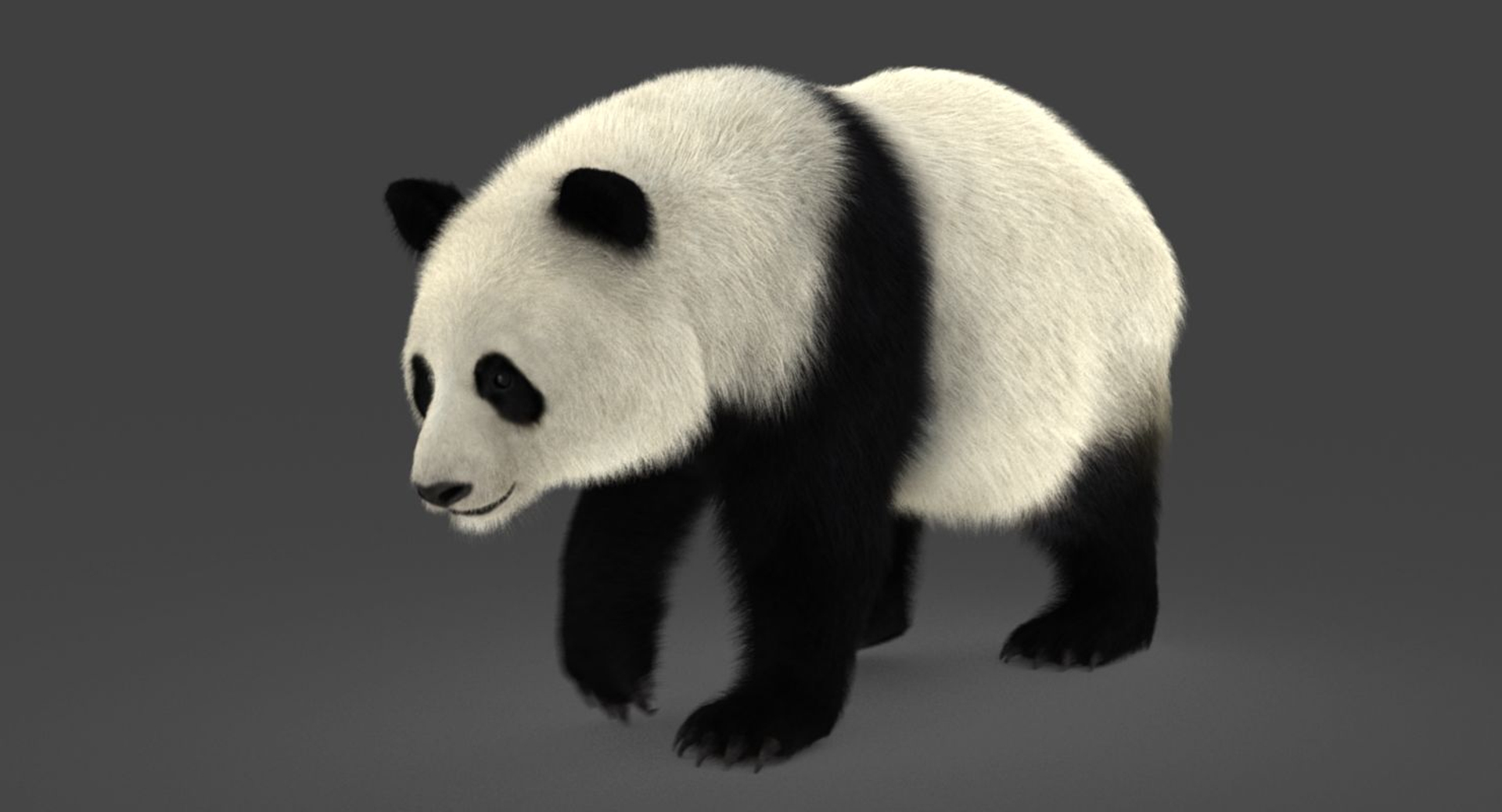 Giant Panda Animation Bear Fur 3D - TurboSquid 1150224