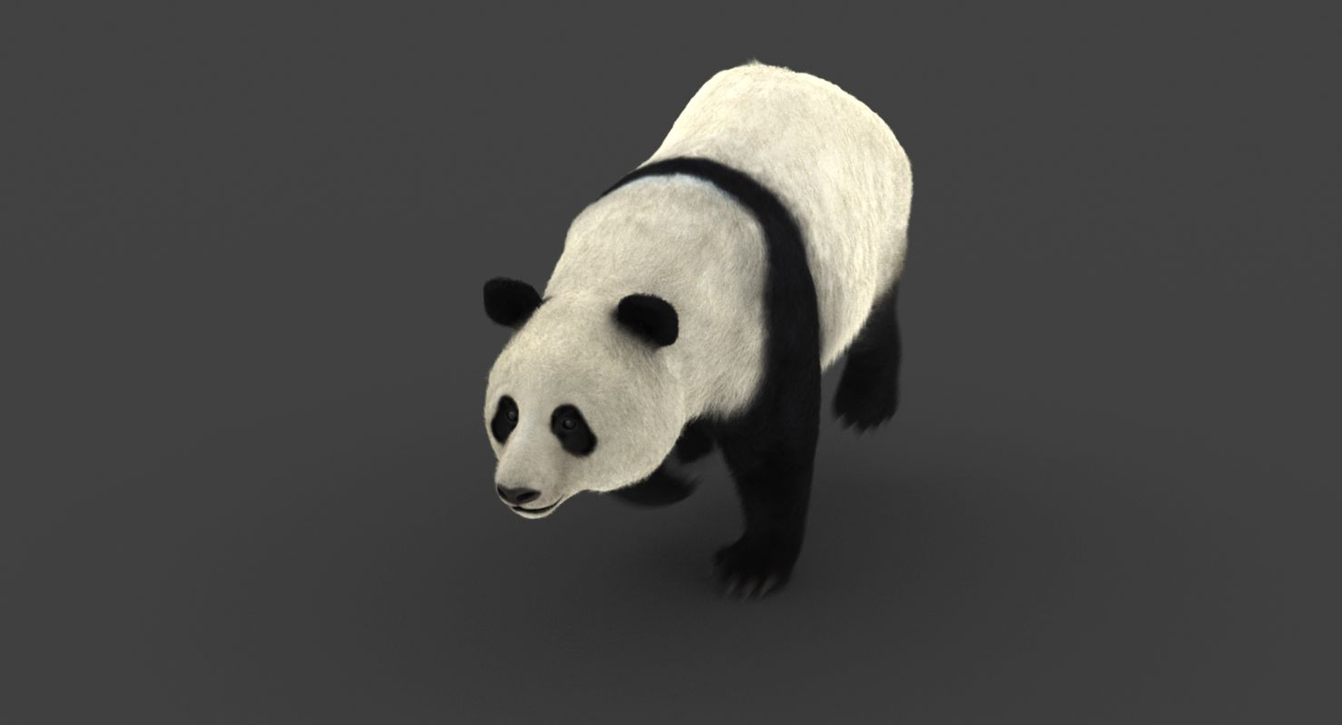 Giant Panda Animation Bear Fur 3D - TurboSquid 1150224