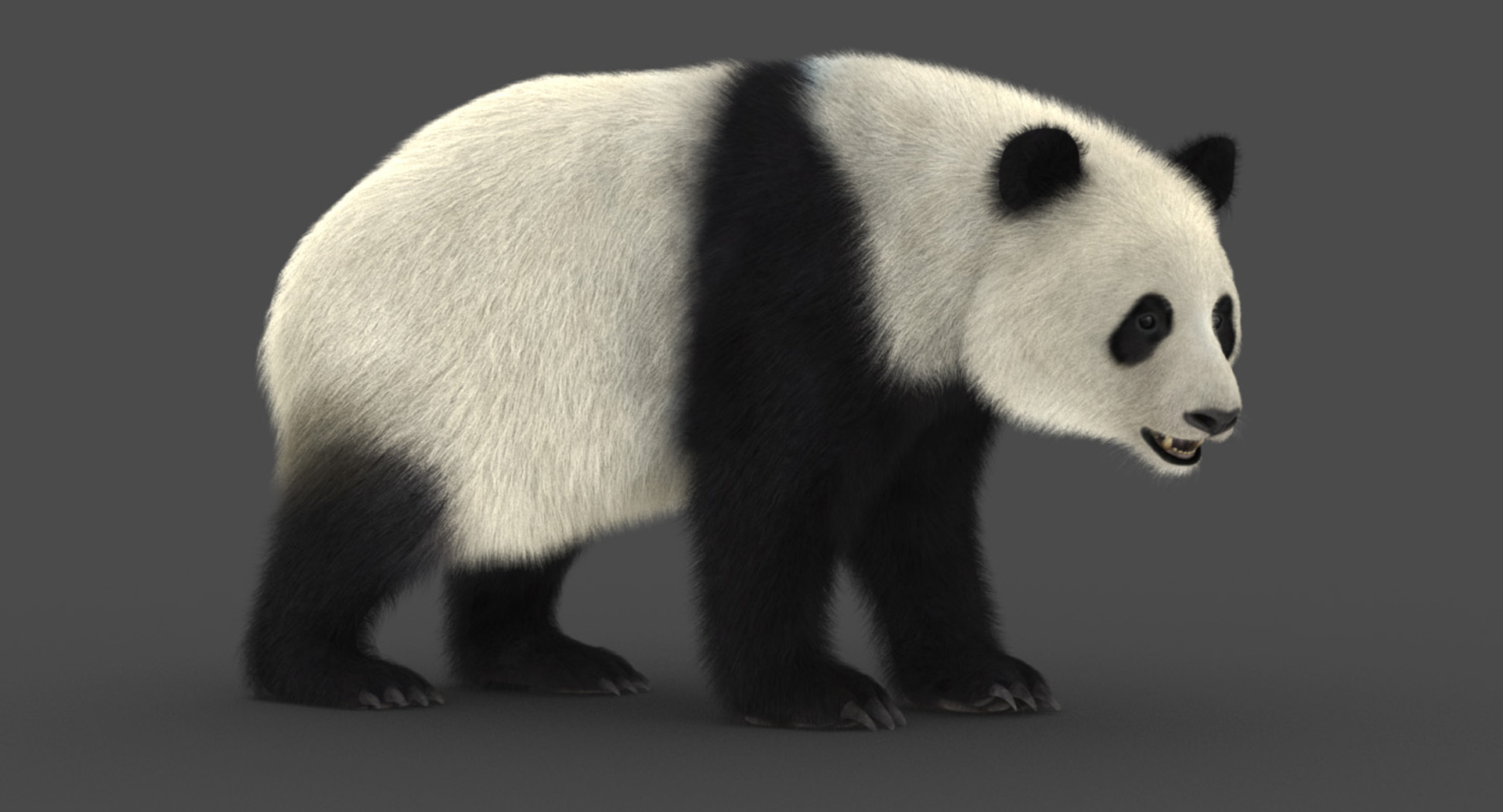 Giant Panda Animation Bear Fur 3D - TurboSquid 1150224