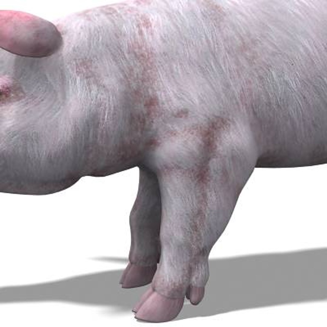 3d X Pig Rigged