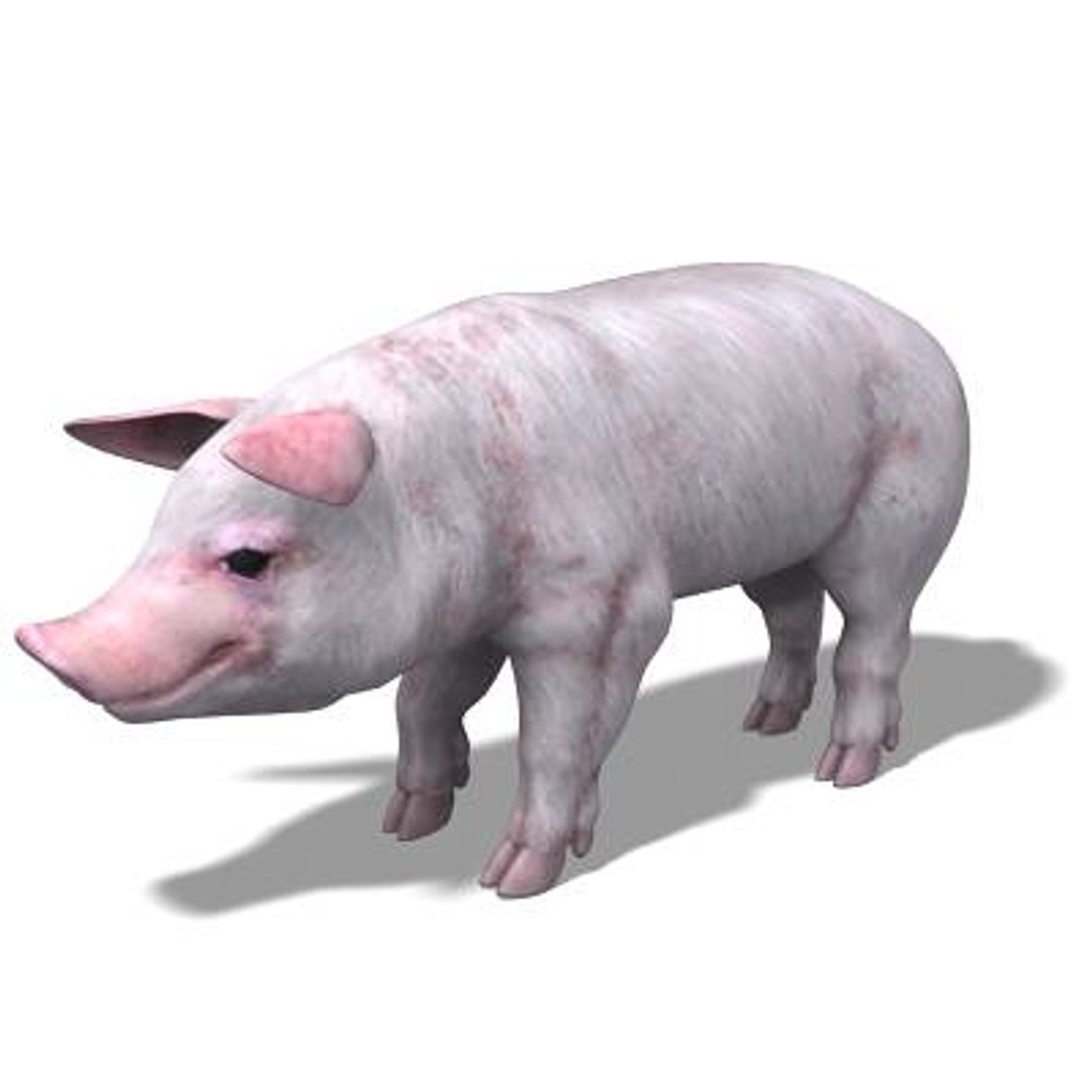 3d X Pig Rigged