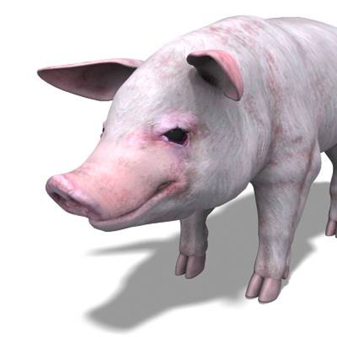 3d X Pig Rigged
