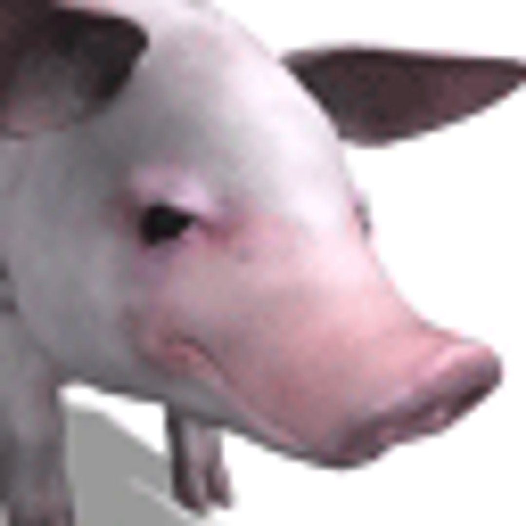 3d X Pig Rigged