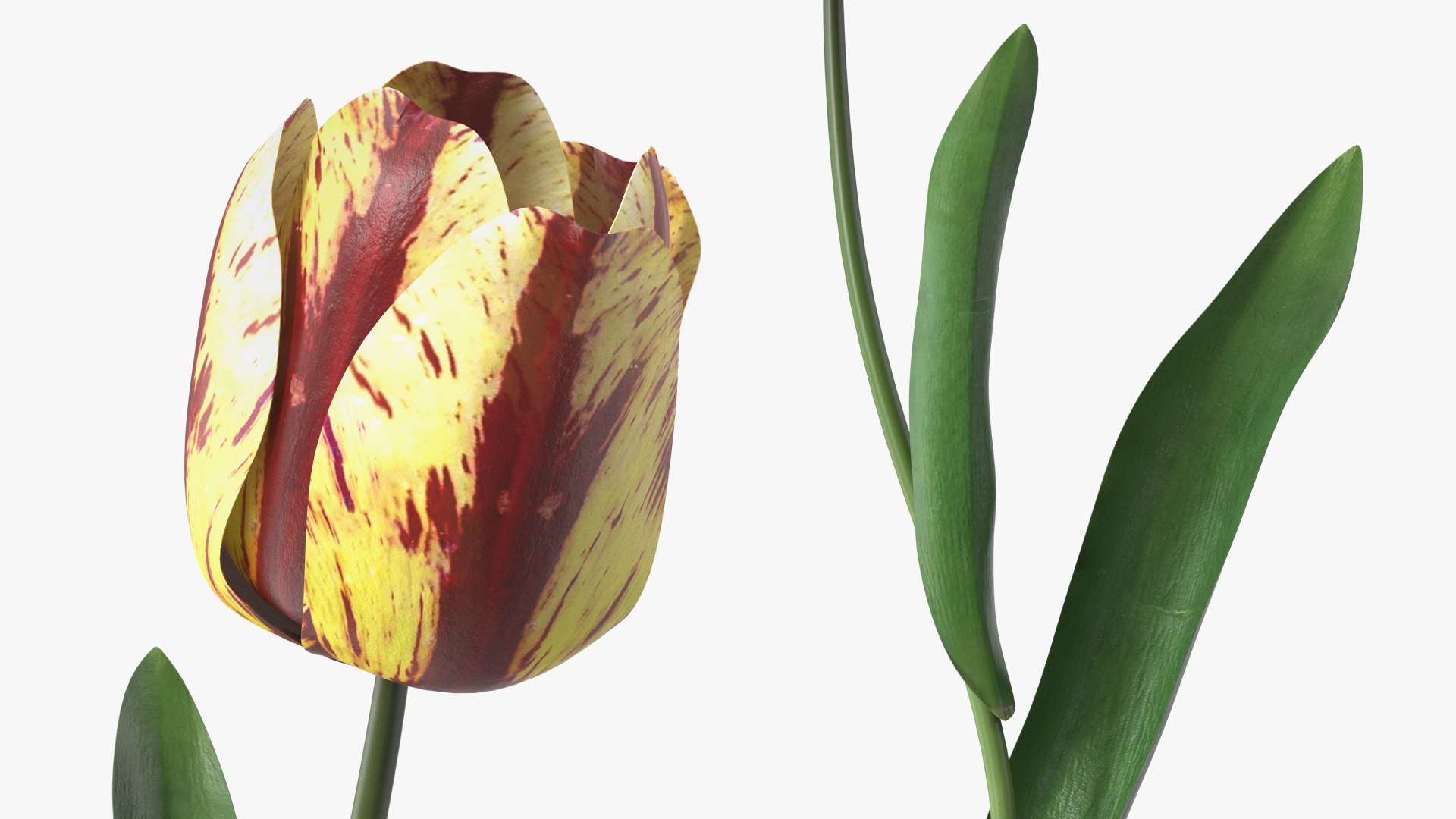 3D Banja Luka Tulip Flower - TurboSquid 2186787