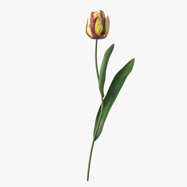 modelo 3d Flor de tulipán de Bania Luka - TurboSquid 2186787