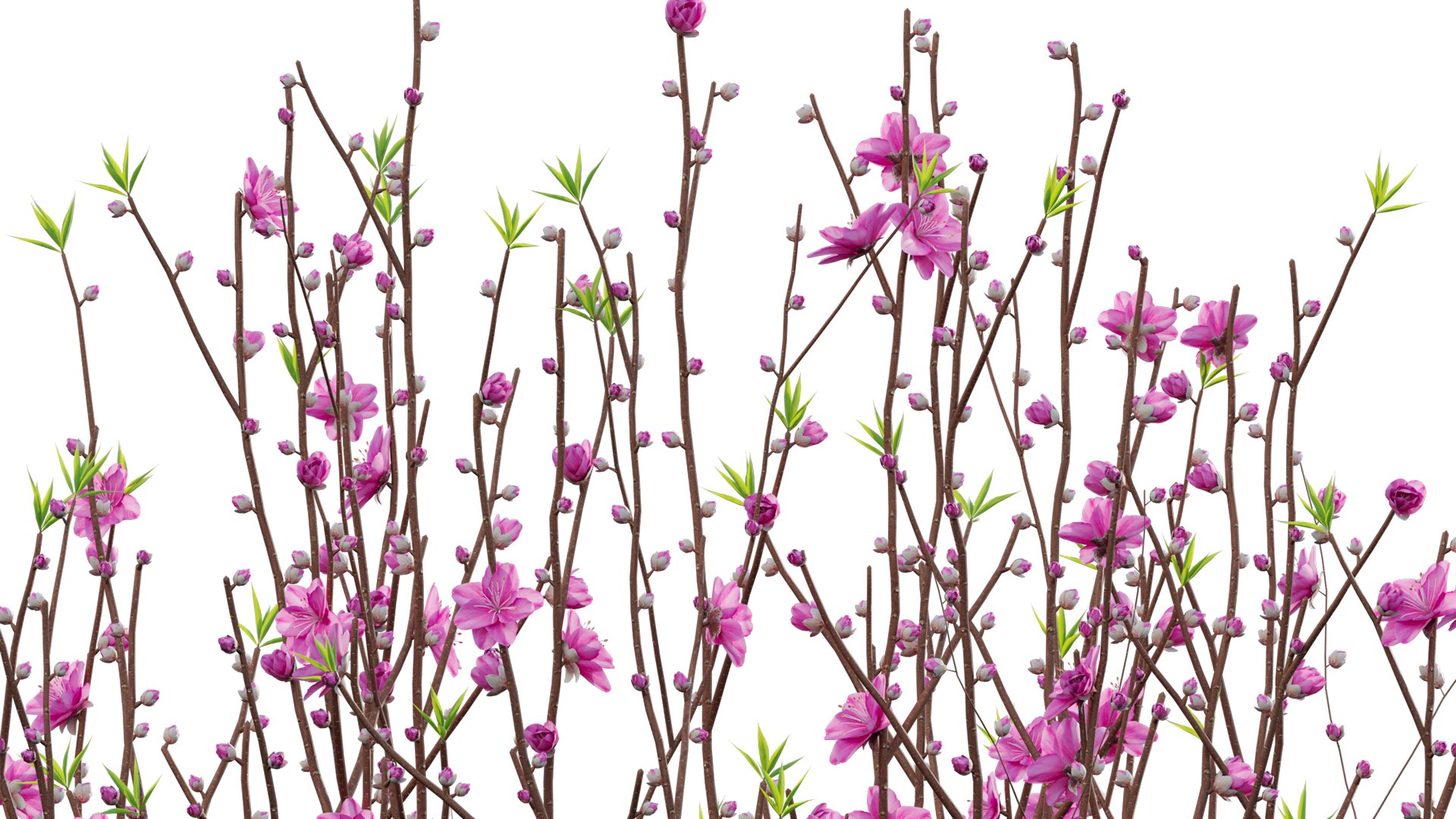 Prunus Persica - Peach - Nectarine Trees - 03 3D - TurboSquid 2005972