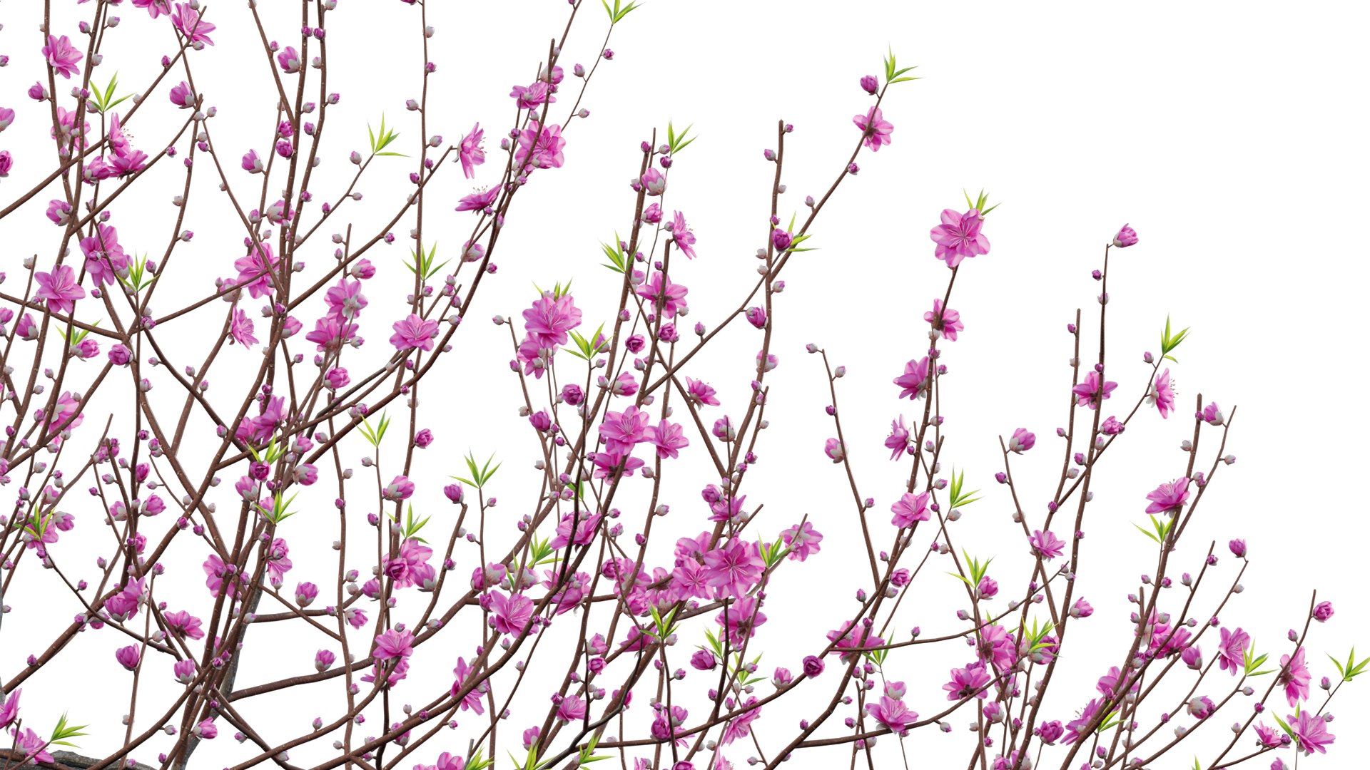 Prunus Persica - Peach - Nectarine Trees - 03 3D - TurboSquid 2005972