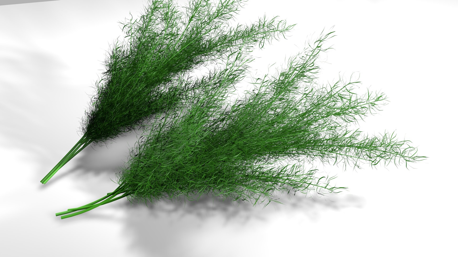 Dill Model - TurboSquid 1545833