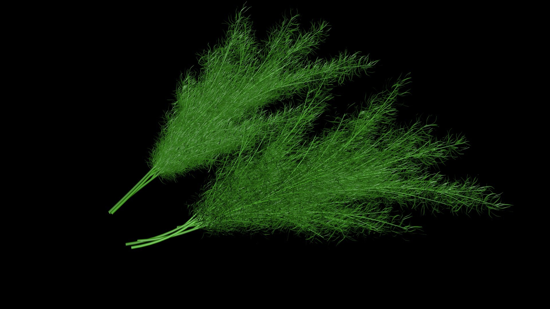 Dill Model - TurboSquid 1545833