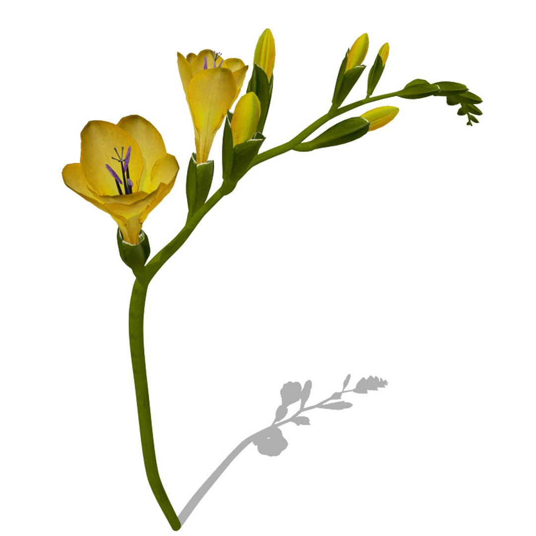 Xfrogplants Freesia Plant 3d Model
