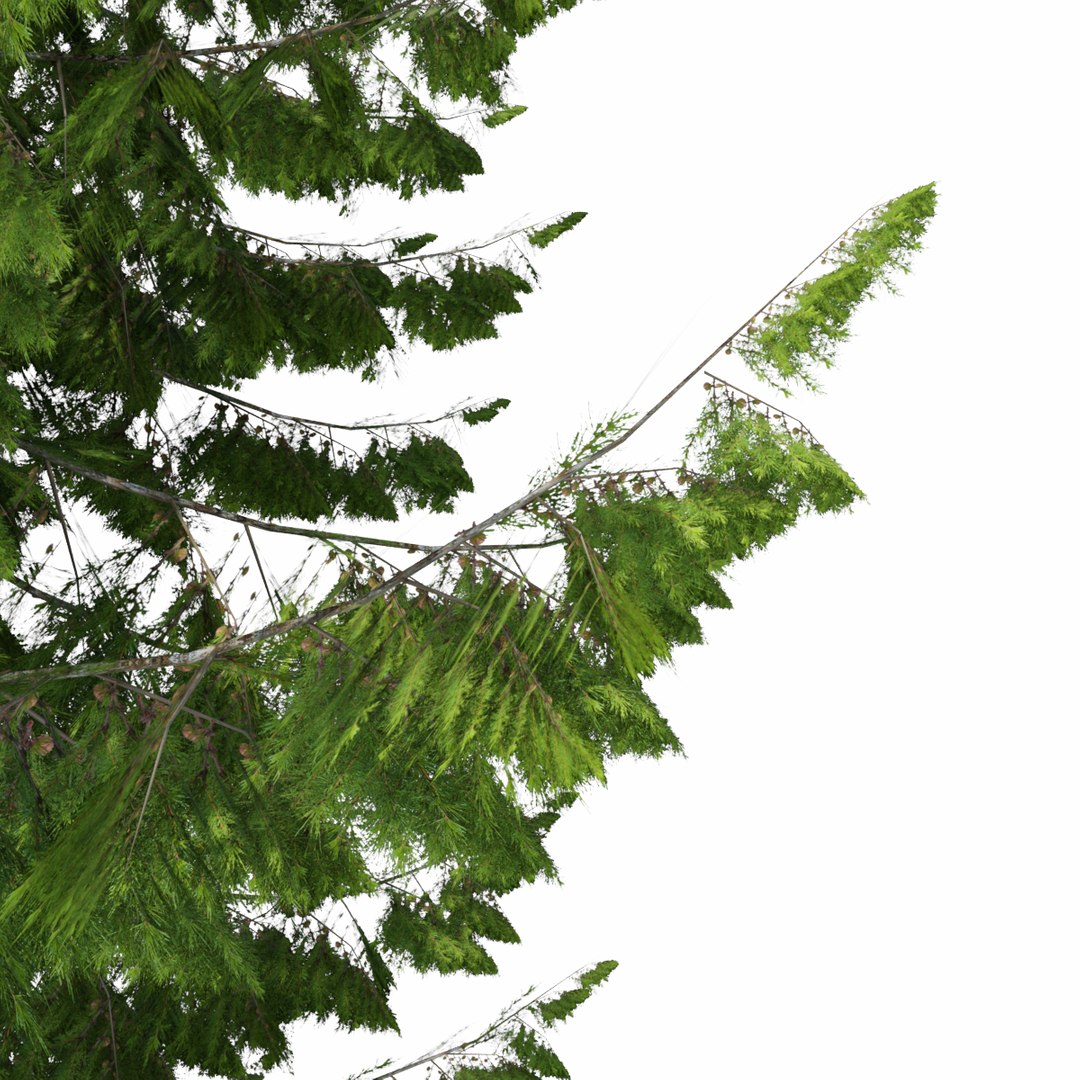 3d Larch Tree Model