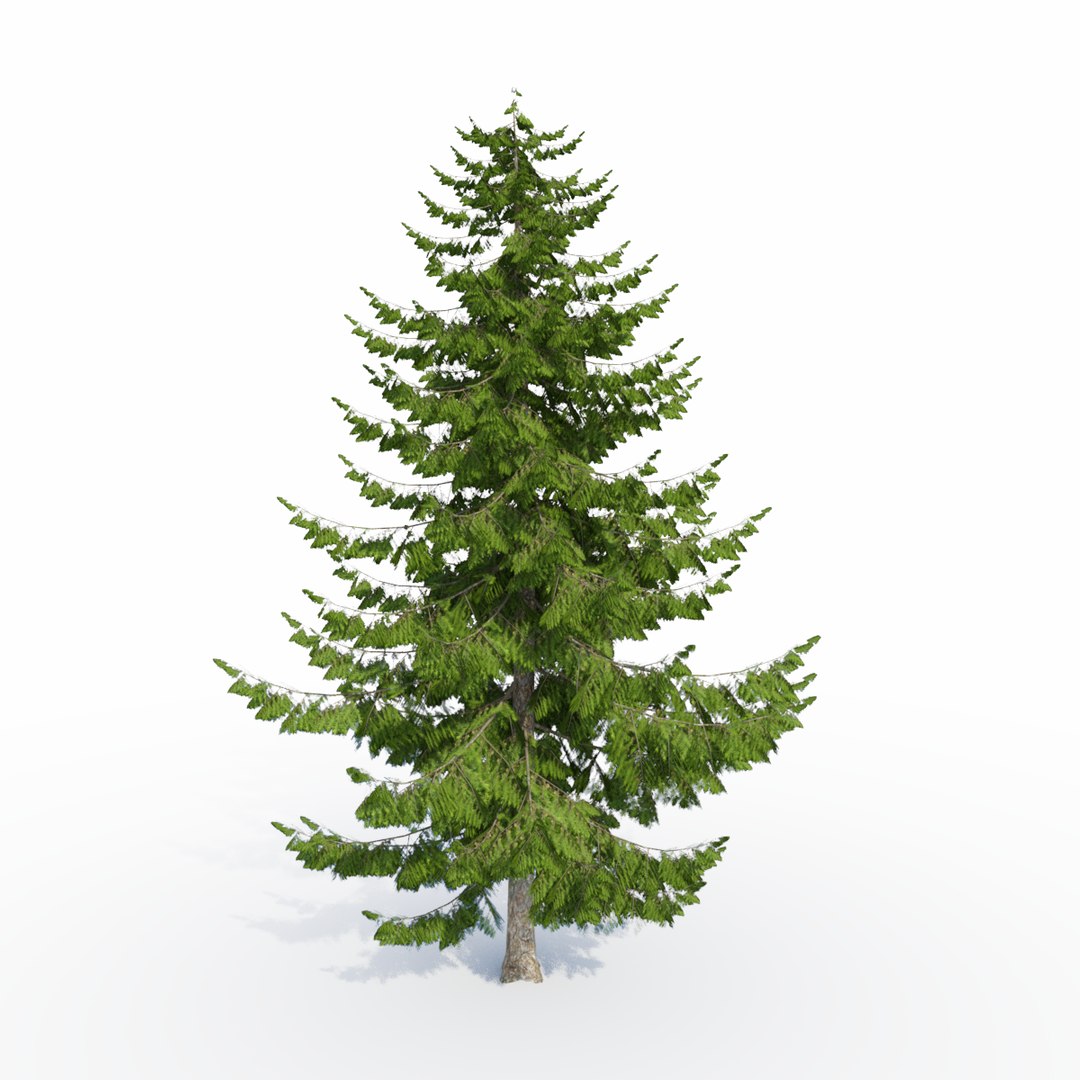 3d Larch Tree Model