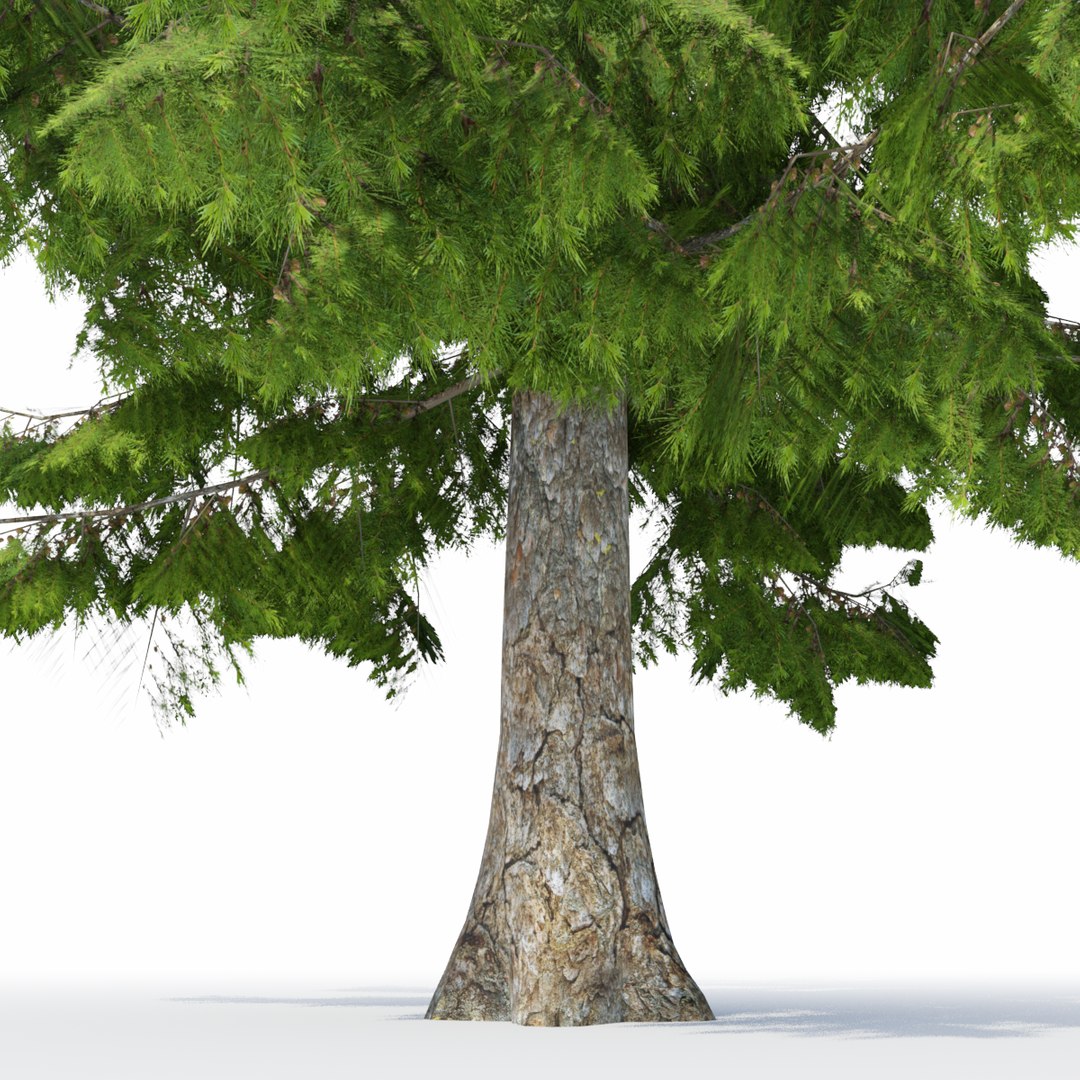 3d Larch Tree Model