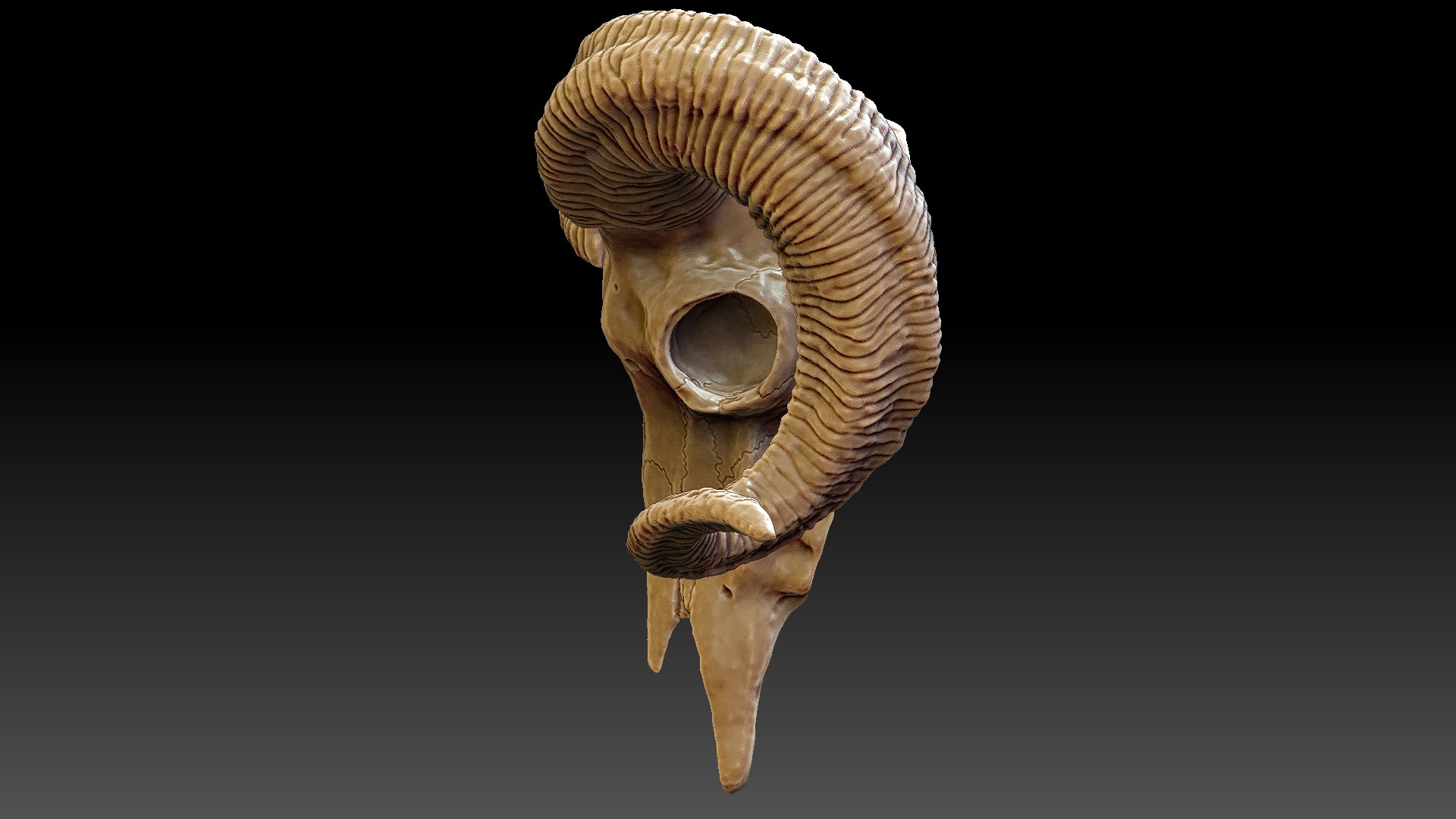 ram skull front