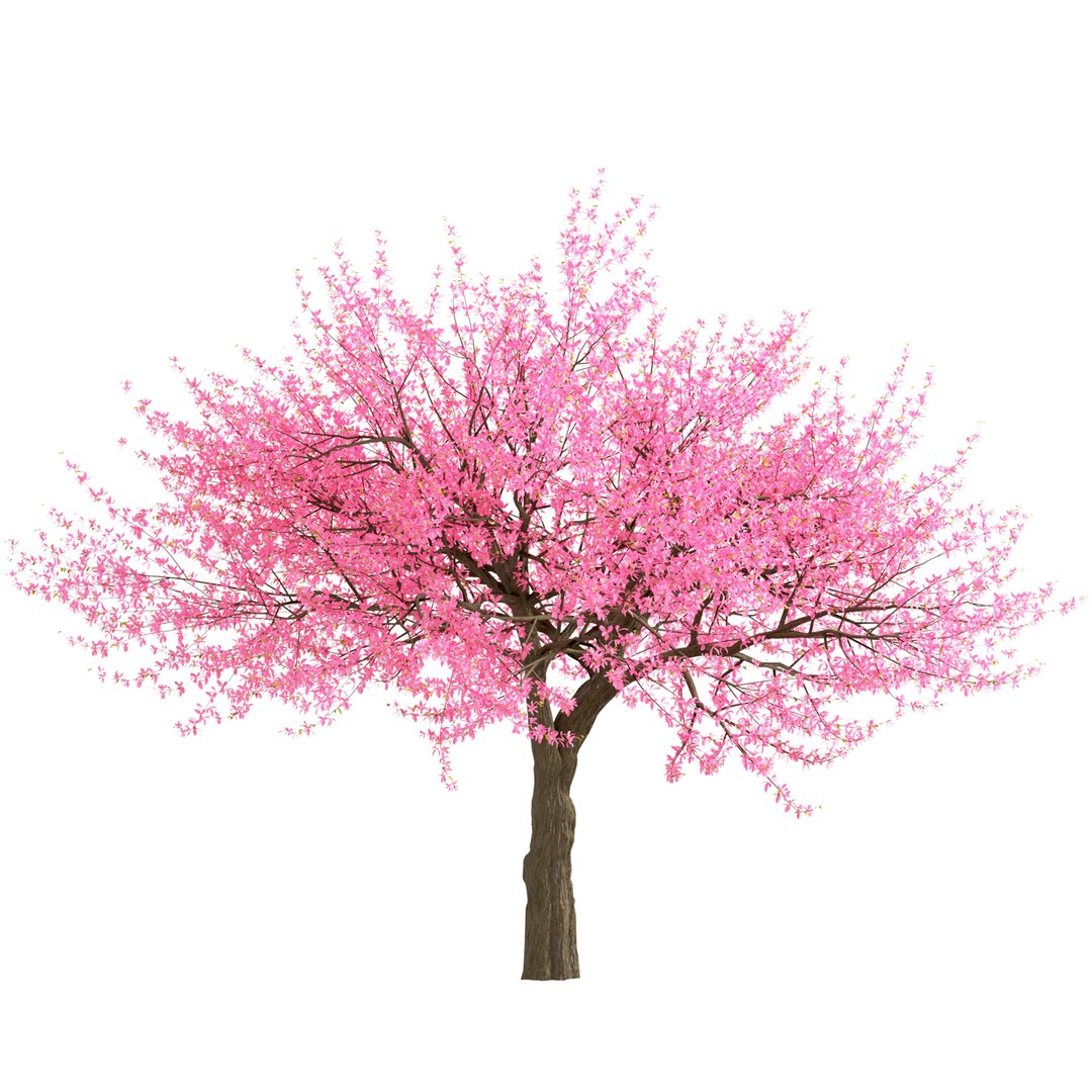 Set Of Eastern Redbud Or Cercis Canadensis Trees - 3 Trees 3D Model ...