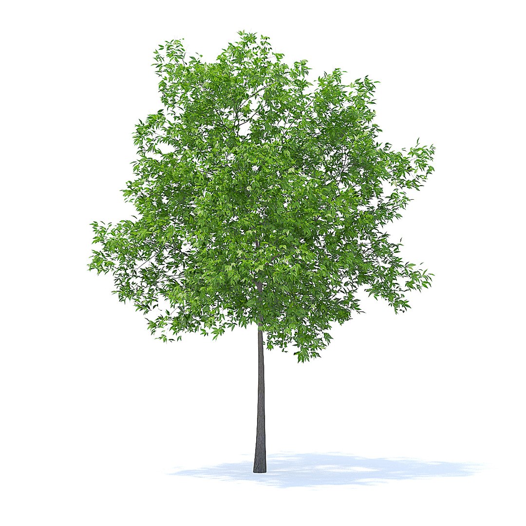 3D Model Cherry Tree 5 7m - TurboSquid 1253159