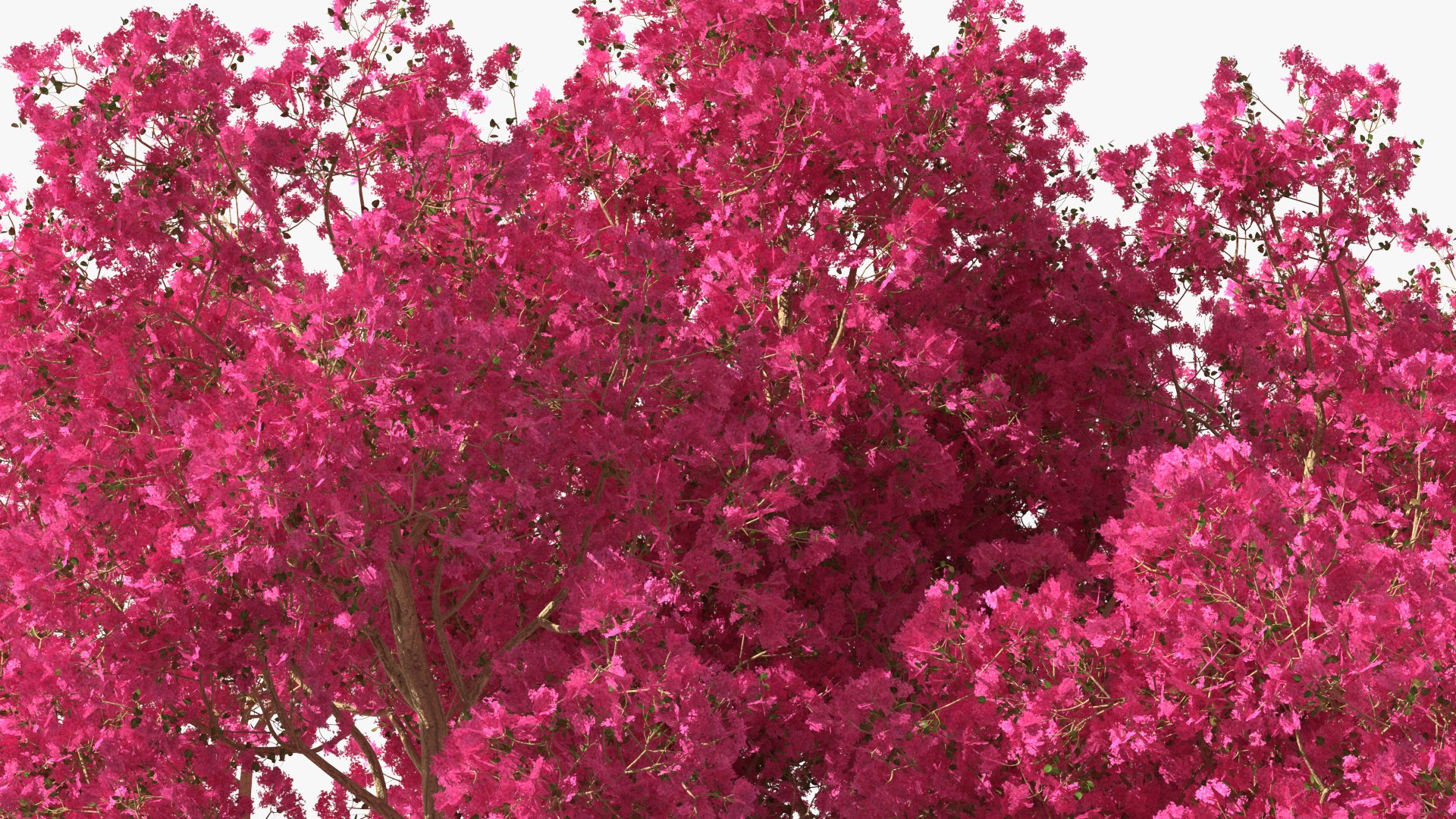Tabebuia Avellanedae Tree 3D model - TurboSquid 1732687