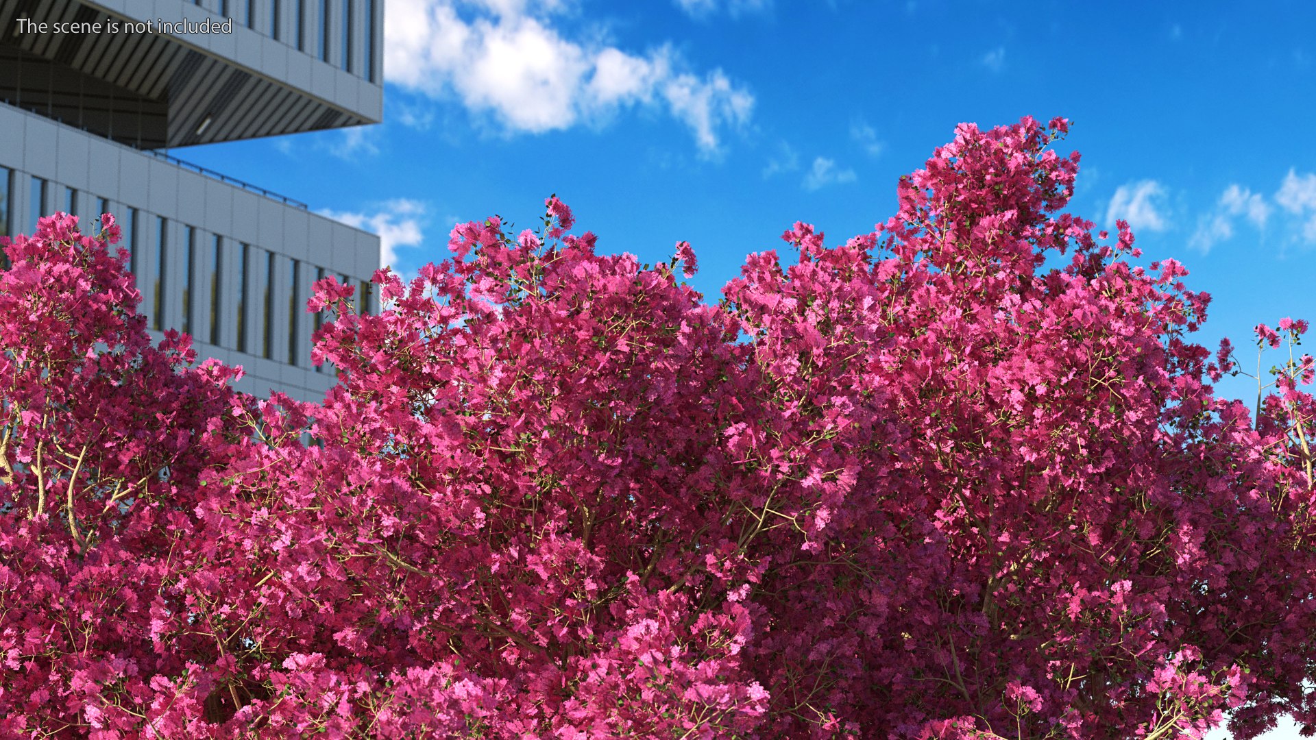 Tabebuia Avellanedae Tree 3D Model - TurboSquid 1732687