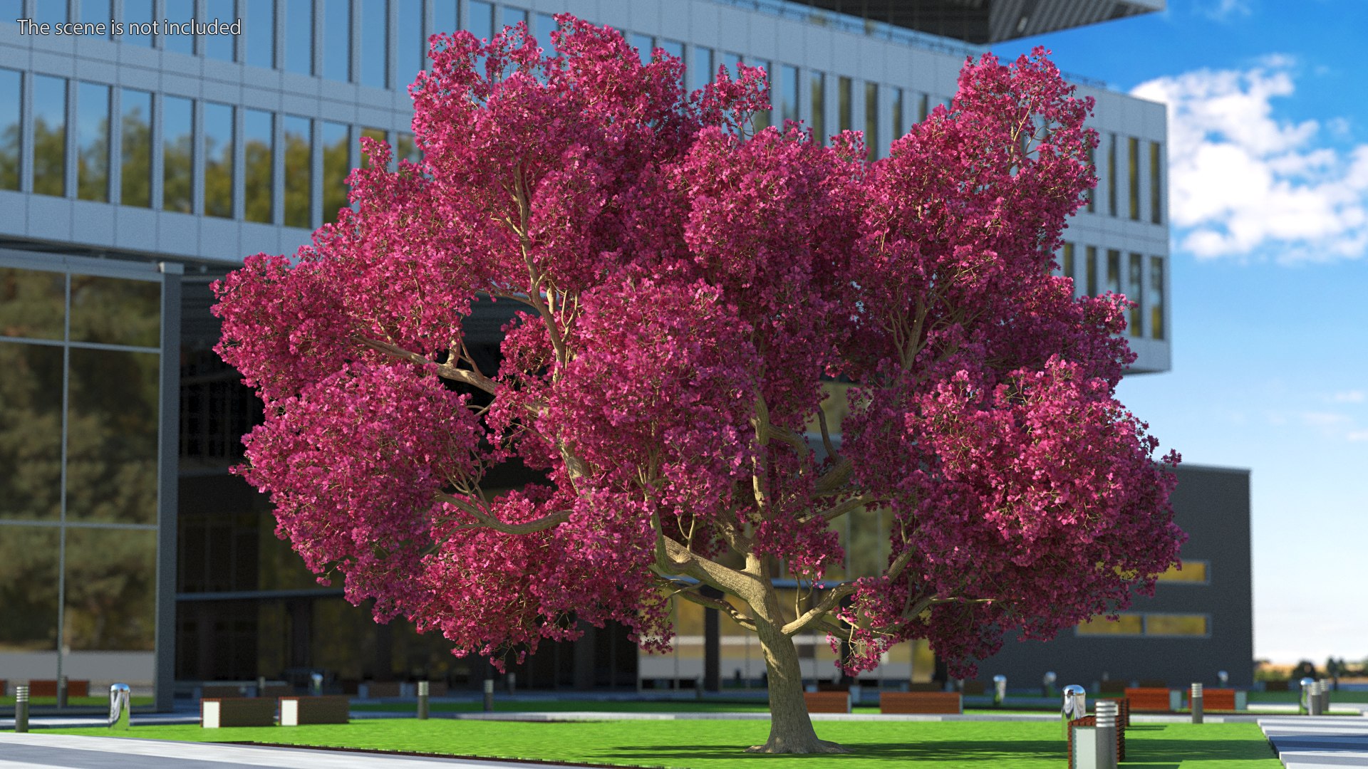 Tabebuia Avellanedae Tree 3D Model - TurboSquid 1732687